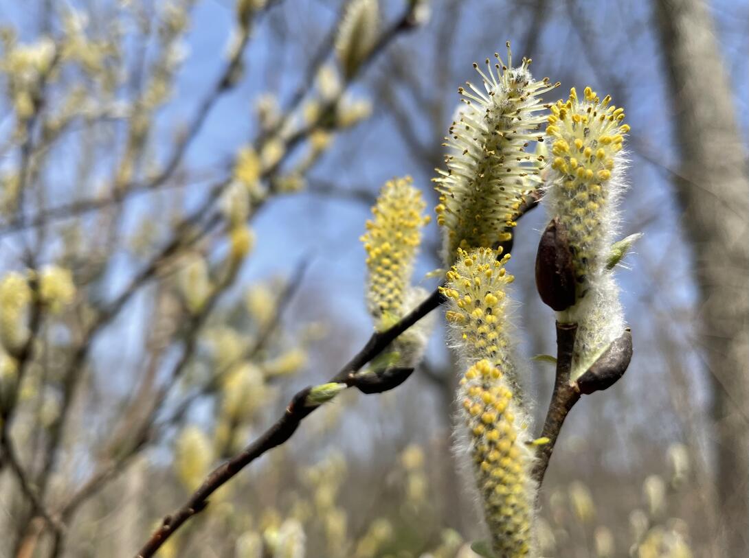 Pussy Willow | CMP Tree Selection Tool